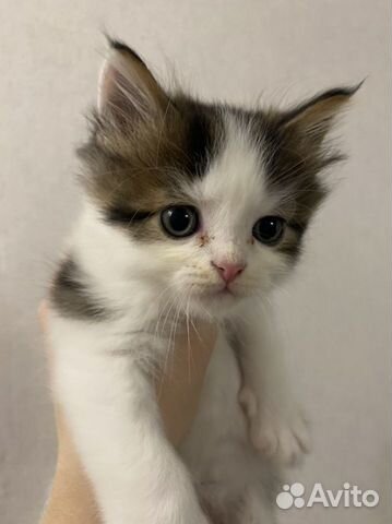 Малыш котик ищет дом