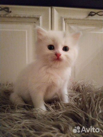 Сонечка в добрые руки