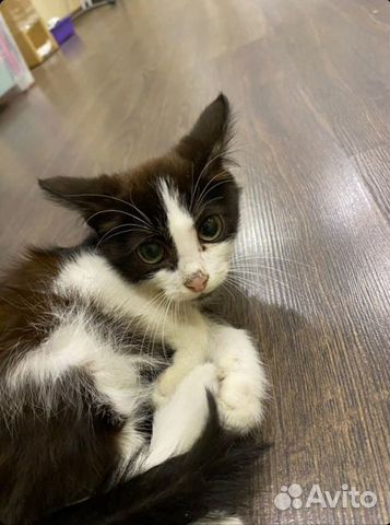 Котенок бесплатно