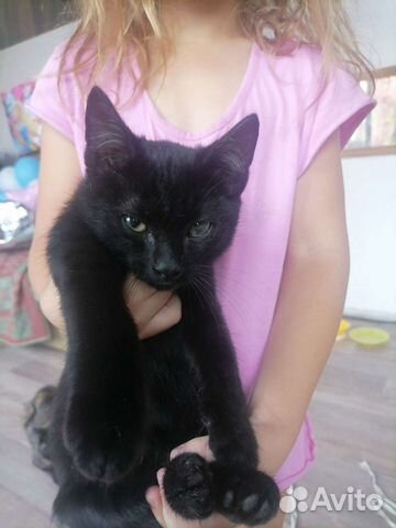 Кошечки, 3 мес. ждут добрых котородителей