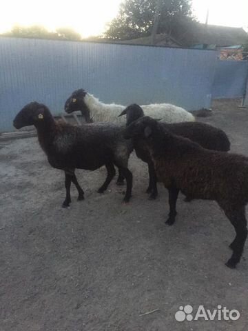 Курдючные овцы