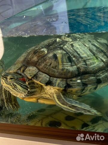 Красноухие черепахи с аквариумом