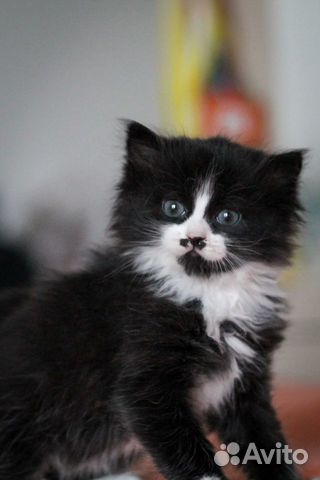 Котенок Жорик ищет дом