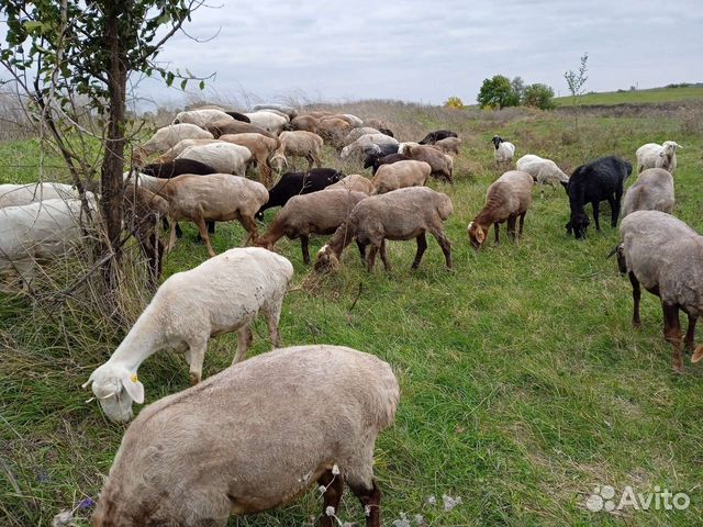Овцы ярких матки