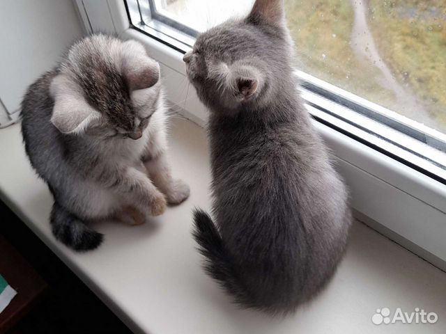 Котята бобтейлы с русской смесь