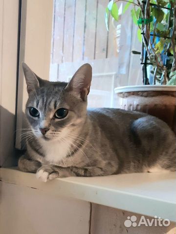 Красавица Луна в дар