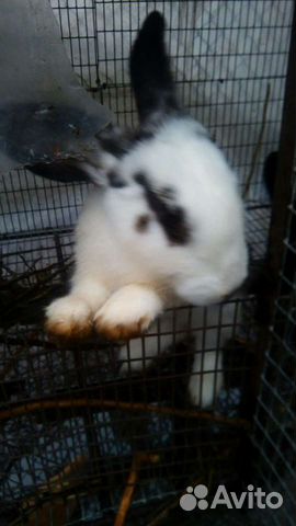 Кролики мясных пород