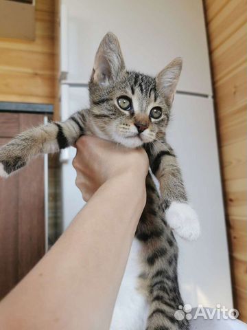 Котик Лео в дар