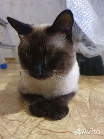 Тайский кот