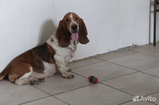 Собака Бася в добрые руки