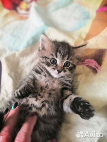 Котята
