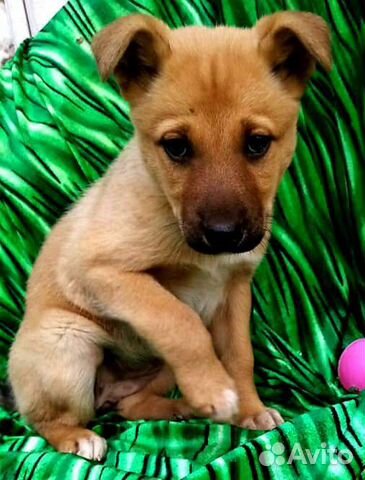 Собака щенок девочка Зарочка