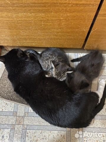 Котята в добрые руки