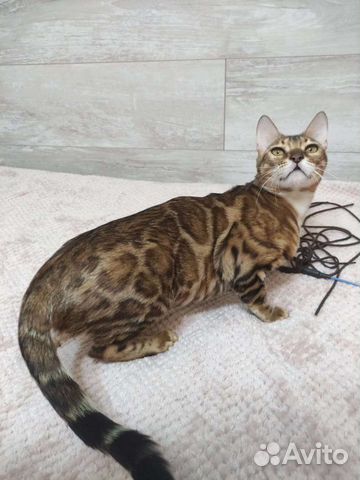 Бенгальская огненная кошка