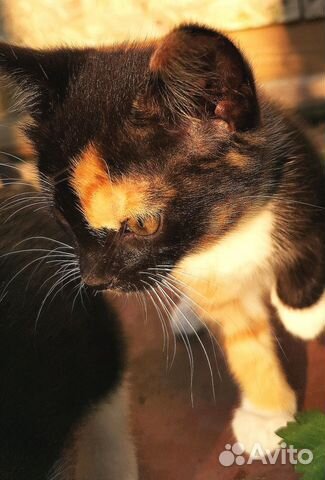 Котёнок Золотое Сердце