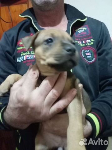 Щенки стаффорда