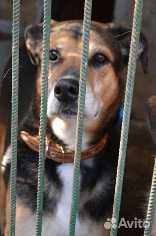 Красавица Стелла ищет хозяев