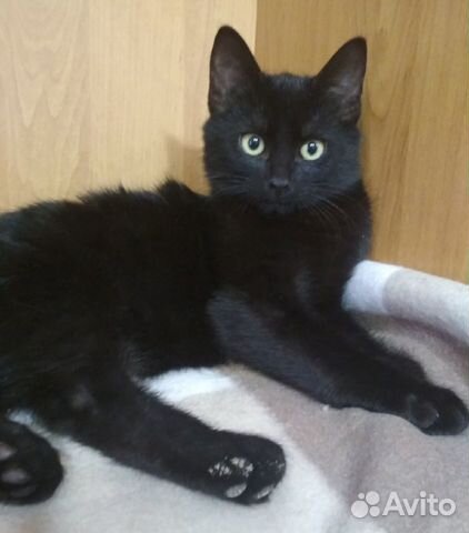 Котенок Митя в добрые руки