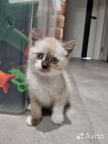 Котенок