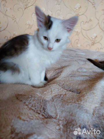 Котята турецкой ангоры