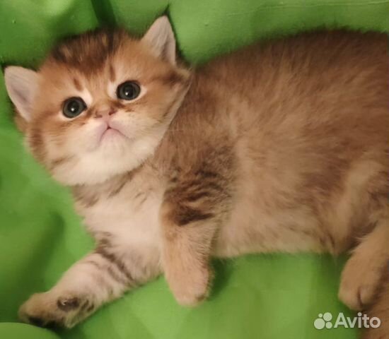 Золотые пупсики