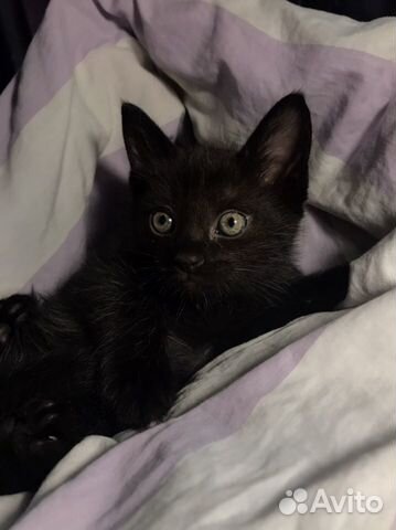 Черный котенок