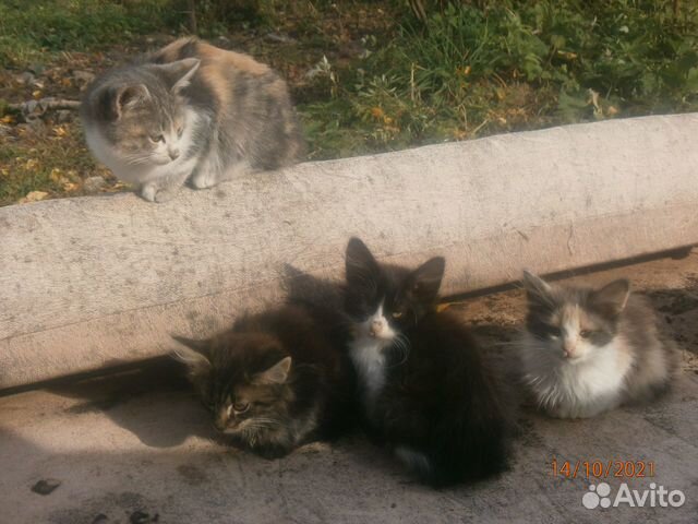 Разные котятки