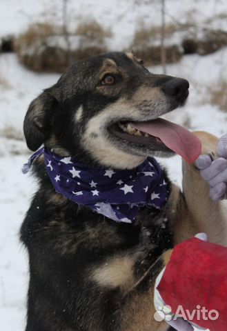 Собака в добрые руки