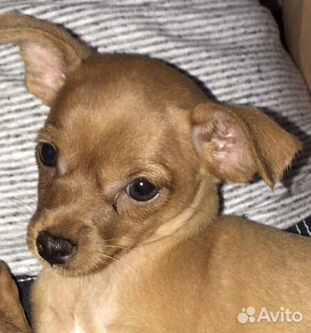 Русский той-терьер