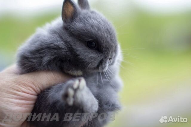 Домашние крольчата миноры, супер мини