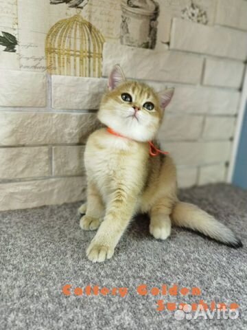 Чудесная золотая девочка