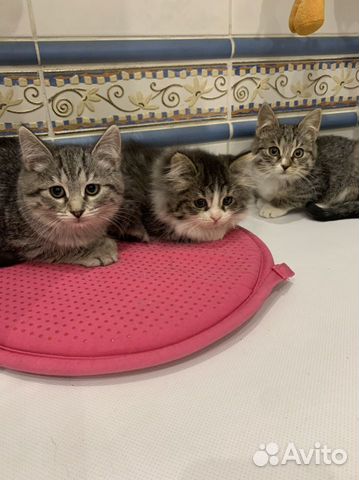 Котята от шотландки