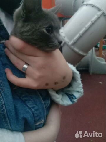 Отдадим котенка (девочку) в добрые руки