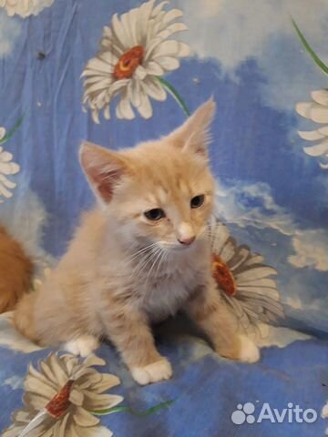 Плюшевые пушистики ищут дом