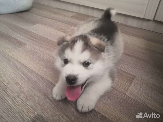 Аляскинский маламут девочка