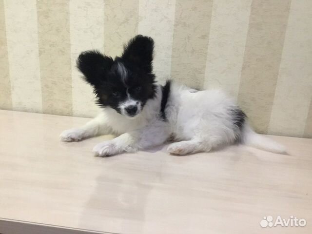 Папийон
