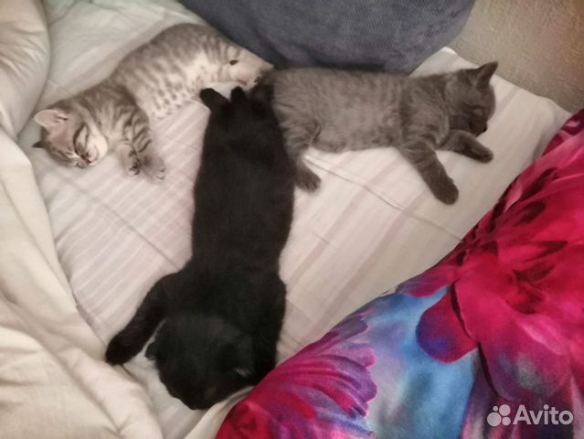 Шотландские котята