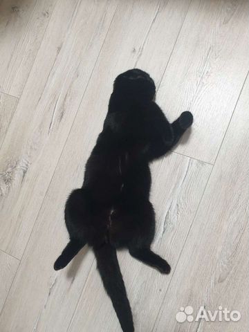 Отдам в хорошие руки котенка бесплатно
