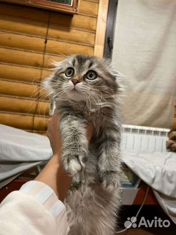 Фантастические вислоухие котята в дар
