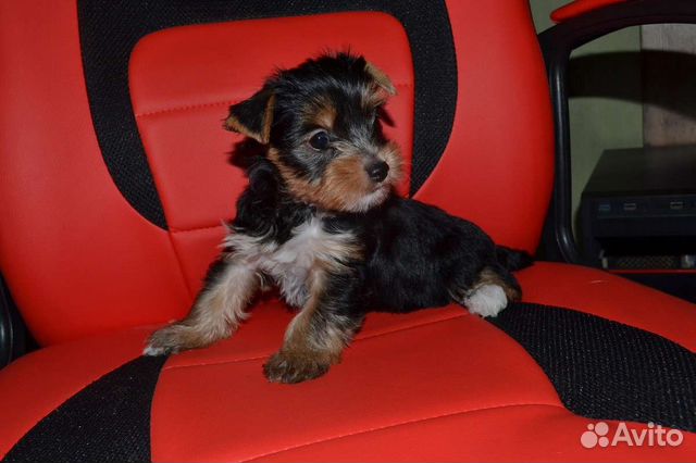 Маленькая леди