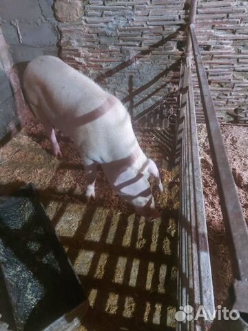 Продам хряка