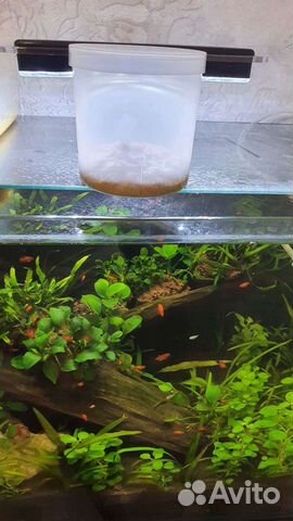 Нематода (Уксусная Угрица) корм для мальков