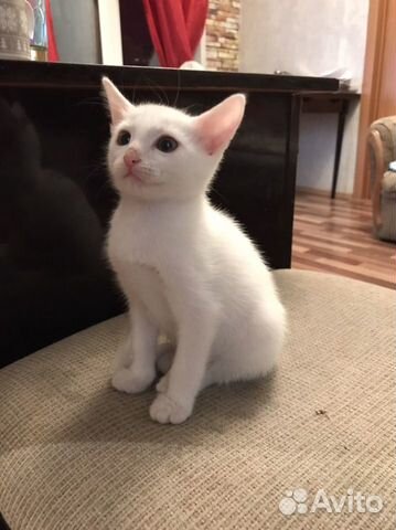 Котик беленький