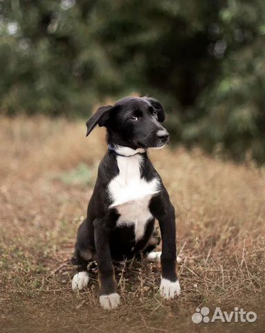 Френки ищет дом