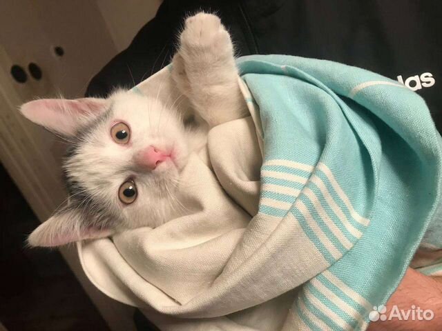 Кошка в дар