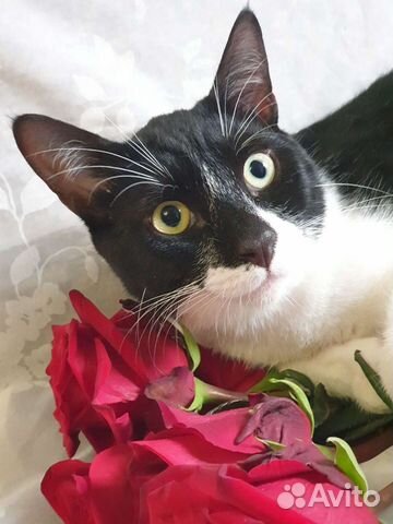 Целовательный котик любитель обнимашек