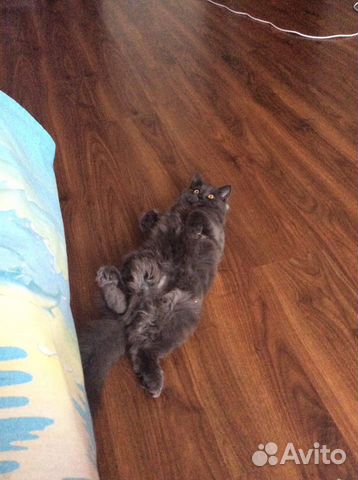 Отдам кота в добрые руки