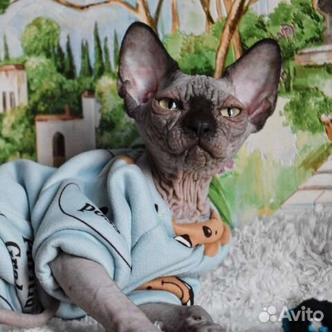 Канадский сфинкс, экстрим зашкуренный