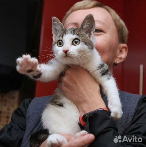 Хочу к тебе (котёнок мальчик)