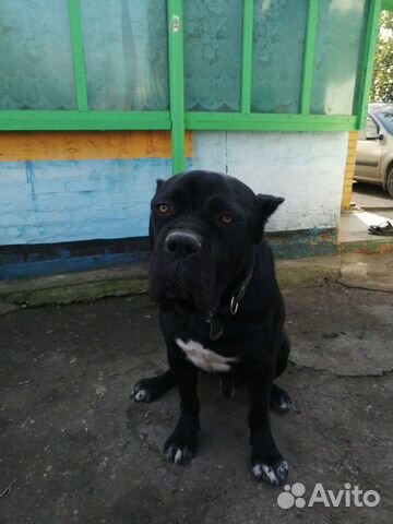 Кобель на случку